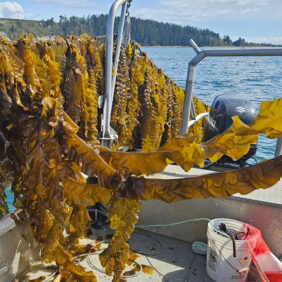 How Cascadia Seaweed Is Leading B.C.’s Sustainable Kelp Farming Movement